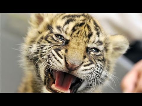 The Rise of the Eco-African Safari