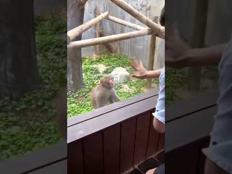 Random animal meme part 5 π€£π€£ #funny #funnyanimals #animals