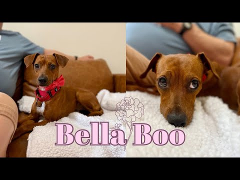 Dog for adoption - Bella Boo, a Dachshund & Chihuahua Mix in Guilderland, NY | Petfinder