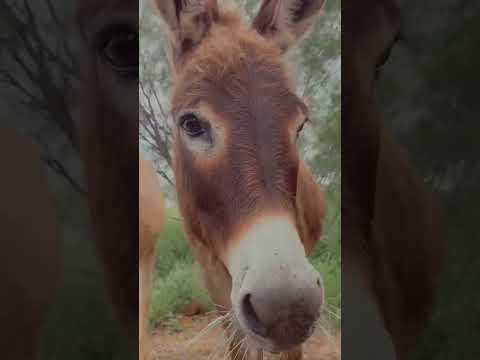 Jenny and Molly #donkey #hinny