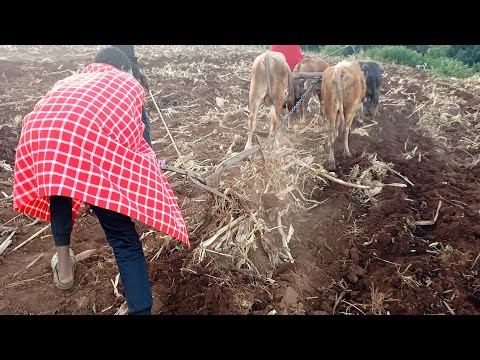 Farming in Maasai land will Shock you|| Ploughing with Oxen #farming