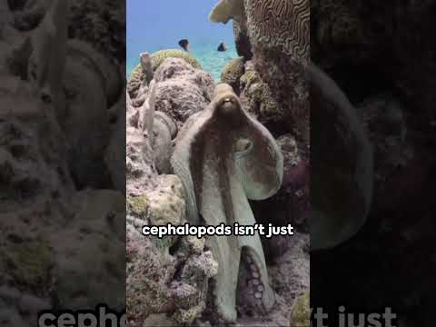 The Surprising Intelligence of Cephalopods #CuriousPlanetarium