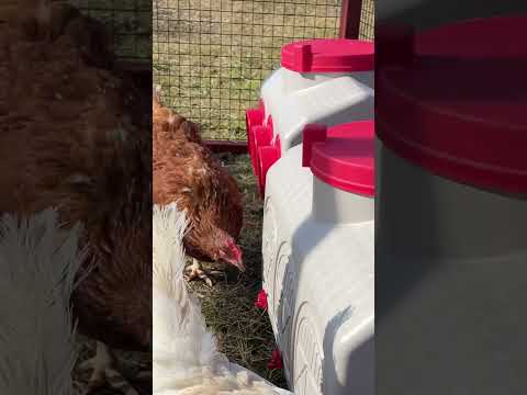 REVOLUTIONARY CHICKEN FEEDERS AND WATERERS. No Waste, No Fuss, All Style!  | EZ Chicken Home