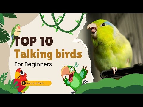 Good Beginner Birds That Talk | Top 10 Talking Birds For Beginners