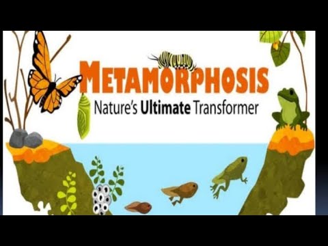 Metamorphosis|Types of metamorphosis in insects||Biology || NCERT|| NEET topic||