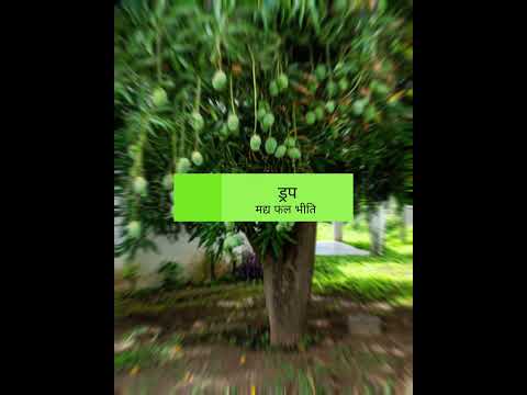Mango cultivation Botanical name , family, 2n number, origin place kya hai ?