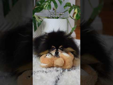 What itβs like living with a Pomeranian π #pomeranian #dog #relatable