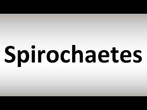 How to Pronounce Spirochaetes