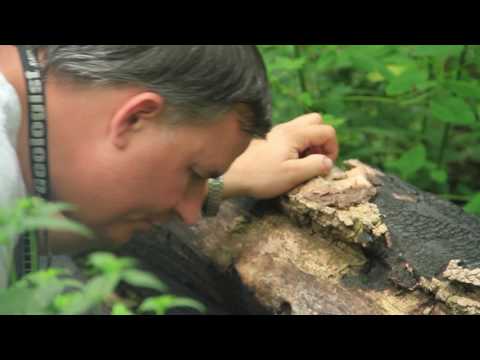 Diverse Decomposers: A look at Fungi in the Smokies