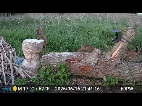 Neues von der Sanduhr-Futterstelle