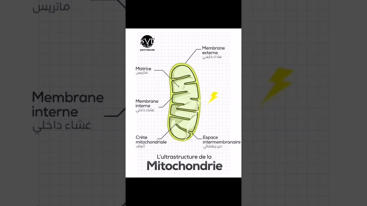 L'Ultrastructure de la Mitochondrie : Schéma Détaillé, Composition et Rôle | SVT