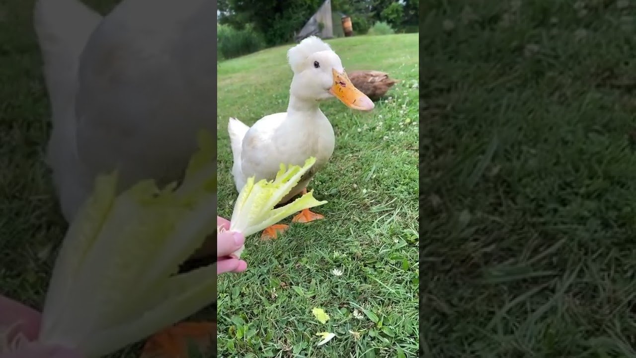 Anyone else’s ducks take snacks very seriously? 😂 #meyerhatchery #backyardducks