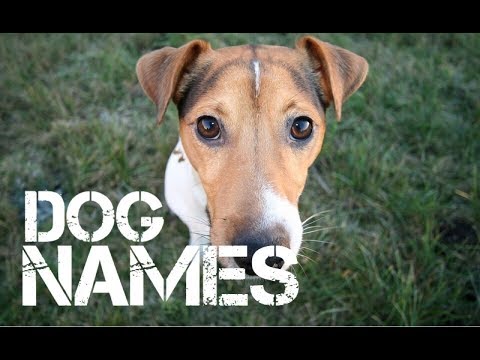 male Dog Names that start with h