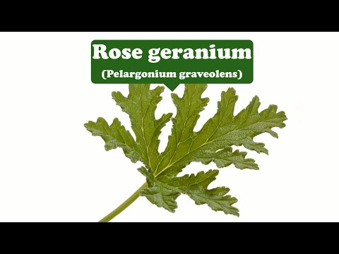 A planned meeting, affection--Rose geranium