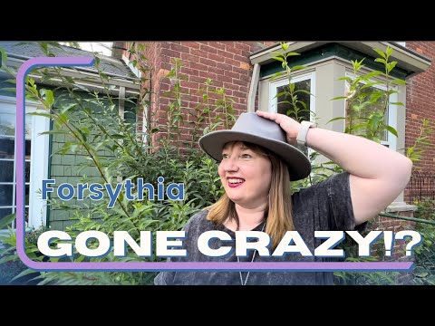 Fighting back forsythia AGAIN #pruning