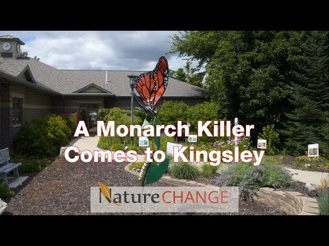 A Monarch Killer Comes to Kingsley