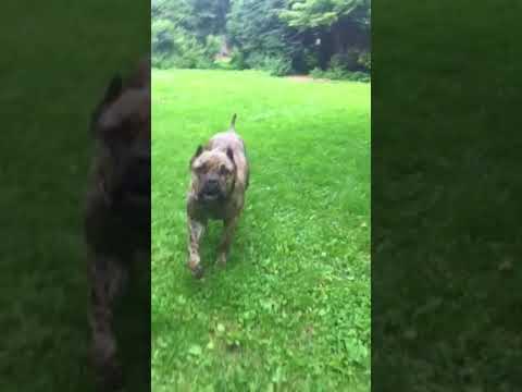 Presa Mania's Karma of Thorney Rogue Kennels UK