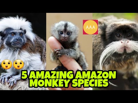 5 AMAZING AMAZON RAINFOREST MONKEY SPECIES || ALL ABOUT ANIMALS