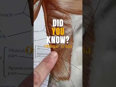 Fun fact about Ab muscles