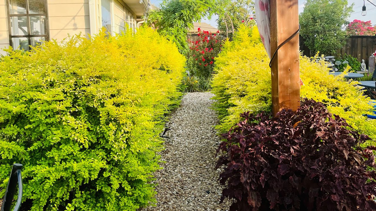 This shrub grew 5 feet in two years!