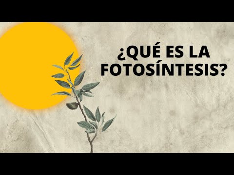 ¿Qué es la fotosíntesis?
