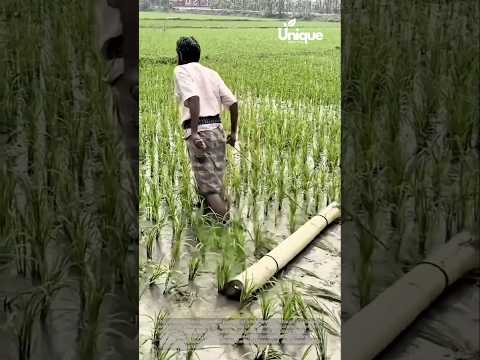 Farming for beginners: a simple guide to rice paddy farming