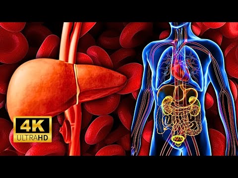 Liver: The Liver's Hidden Powers!