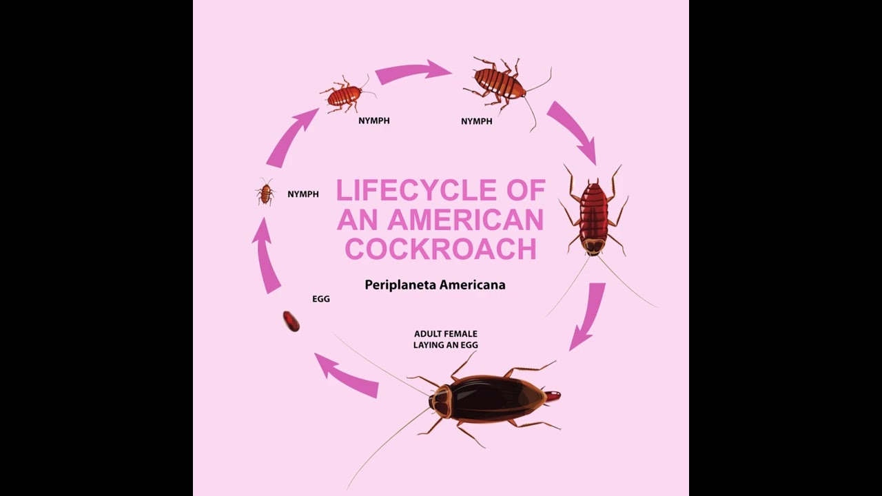 🪳 Understanding the Life Cycle of an American Cockroach!