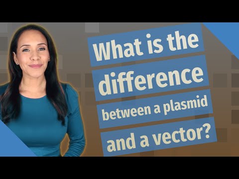 What is the difference between a plasmid and a vector?