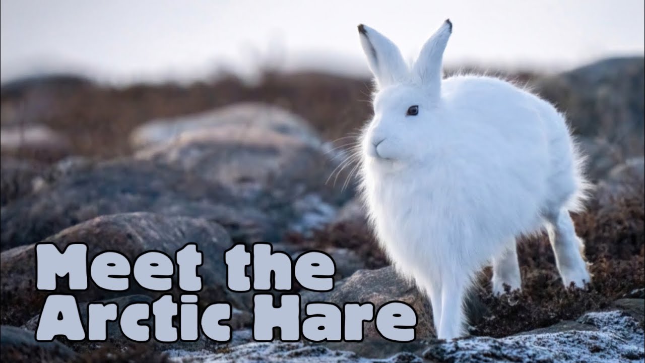 Meet the Arctic Hare! Animal Science for Kids #arctichare #hare #animalsforkids