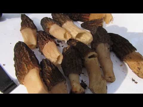 Morel hunting in California