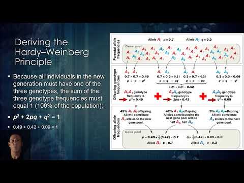 Deriving the Hardy Weinberg Principle