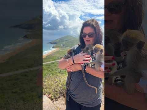 Play with monkeys on St. Kitts