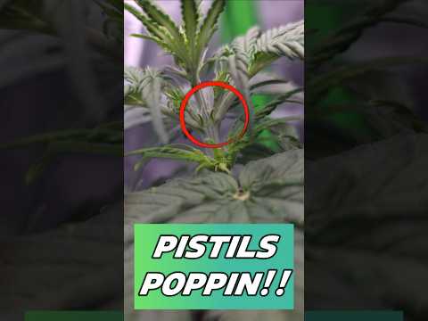 Pistils POPPING!! My Cannabis Plants Got Their First Nutrient Feeding Today!