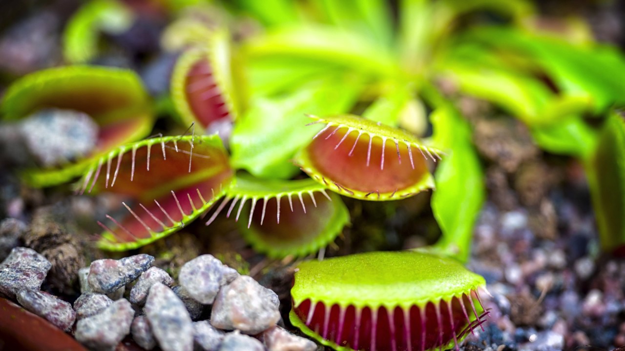 NYBG Facts: Carnivorous Plants
