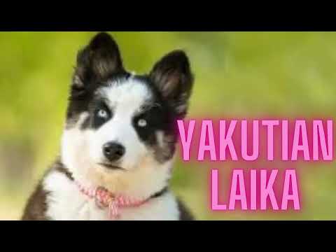 Learn All About Animal Names with The Kids' Family! start from "Y"#thekidsfamily #animalseries