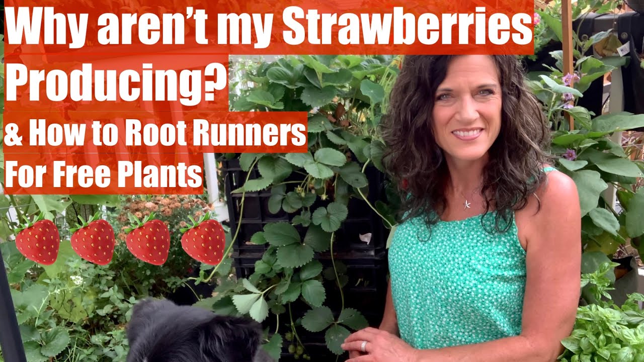 Why Aren’t My Strawberries Producing? & How to Root Strawberry Runners for Free Plants 🍓