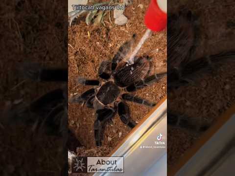 Why is she always doing that?! 😡 #spider #tarantula #arachnids #spiders #wildlife #nature #insects