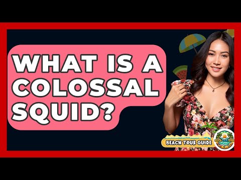 What Is A Colossal Squid? - Beach Tour Guide