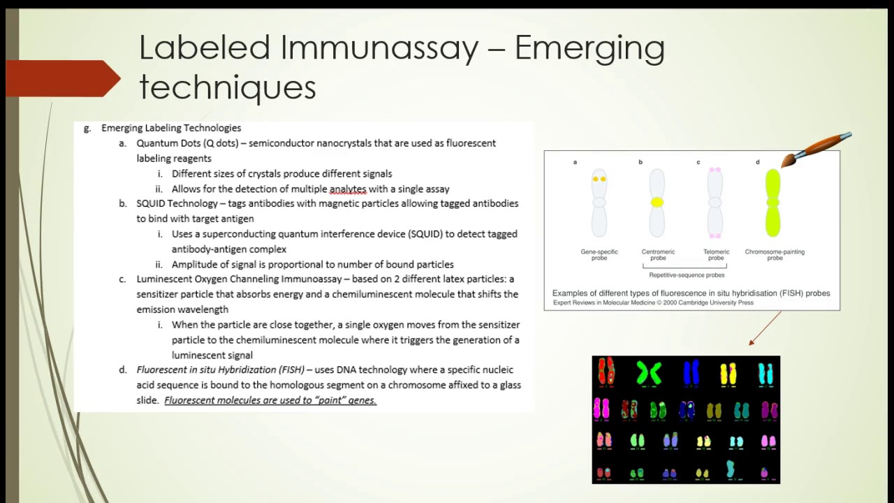 Immunology Exam 2 Review