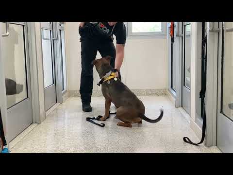 ASPCA Tips for Leash Handling: Using Treats