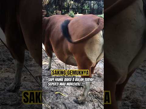 INDUK SAPI BALI BETINA SUPER GEMOY, DIKIRA HAMIL TUA, TERNYATA !!! #gemoy #sapibali #super #cow