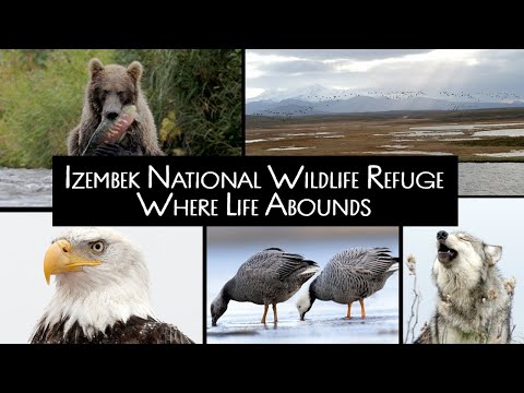 Izembek National Wildlife Refuge: Where Life Abounds (Visitor Center)
