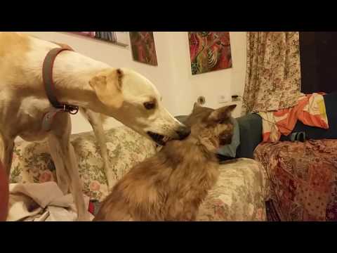 Dog nibbling a cat