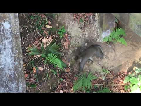 Visit from a wild monkey troop at Natura Villa in Ubud, Bali, Indonesia