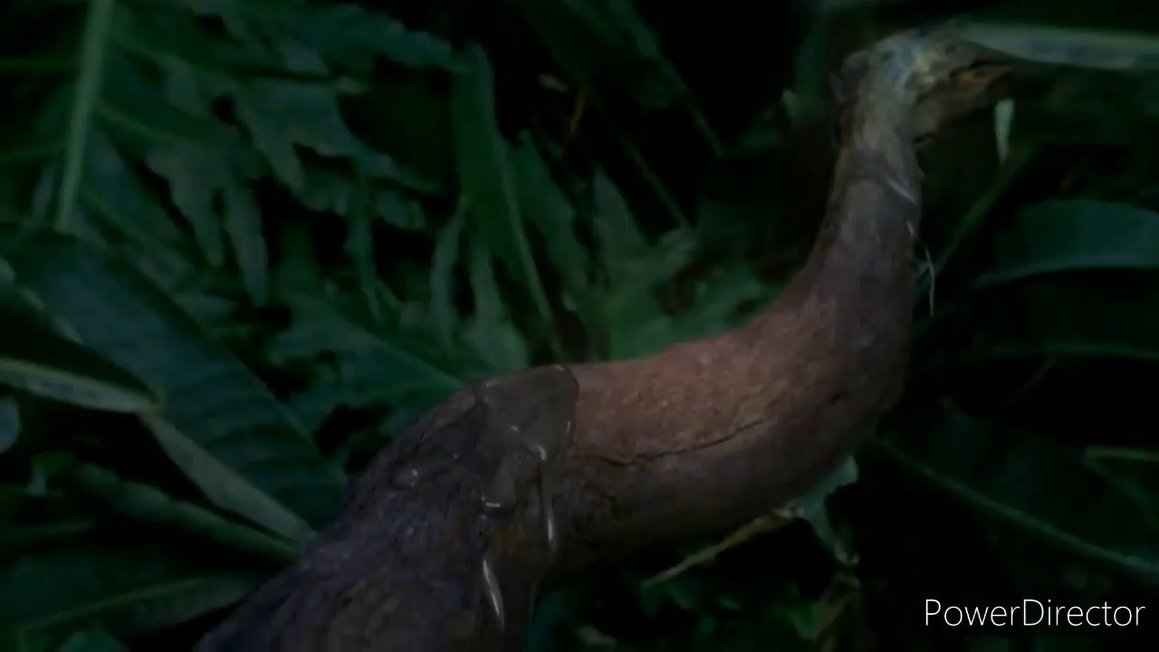 Disney Dinosaur: the Attack Sound Effects Only
