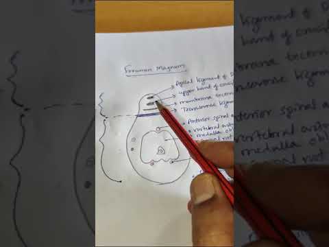Osteology-Foramen Magnum