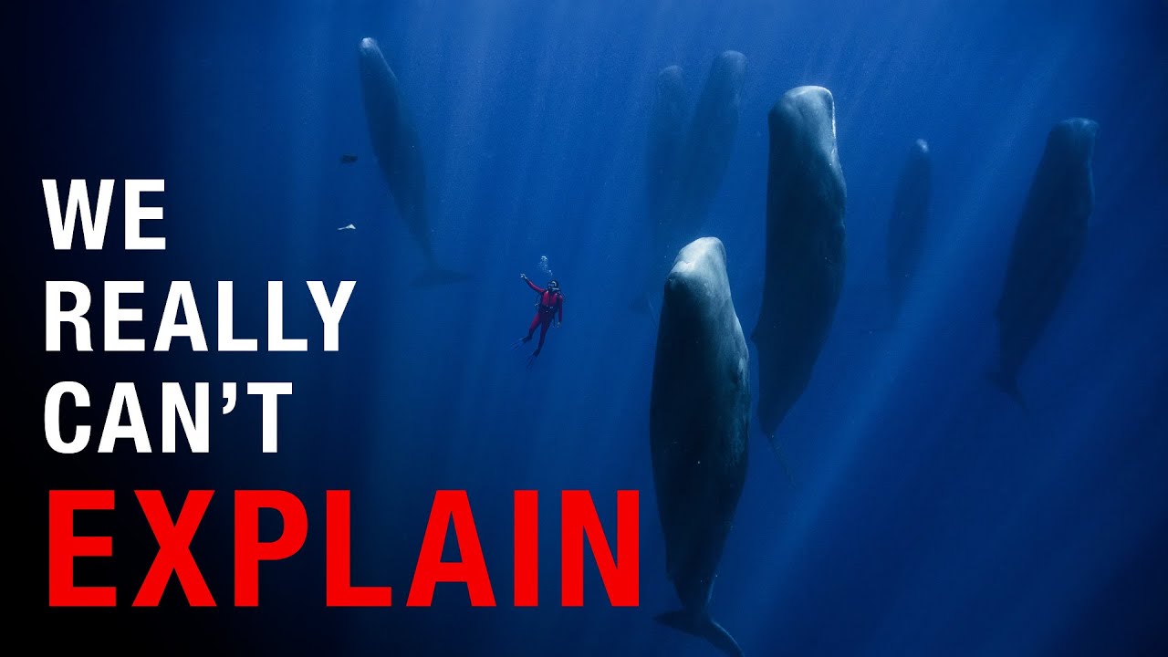 Nothing About Sperm Whales Is Normal… Here’s Why