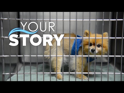 Holistic Veterinarian | Your Story