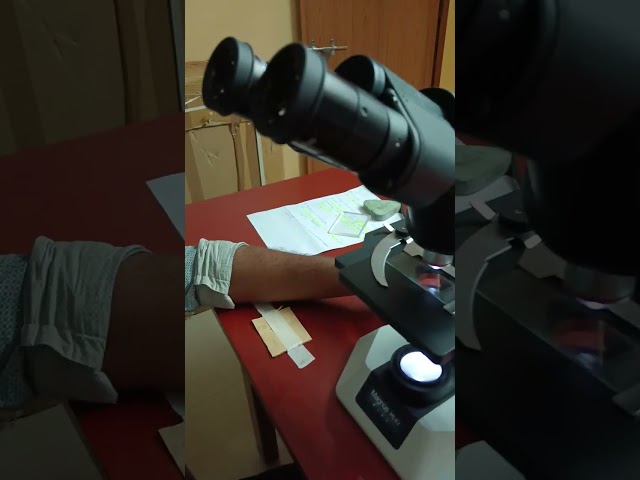 Laboratory Microscopes - Magnus - Mlxi-plus - Binocular Advanced ...